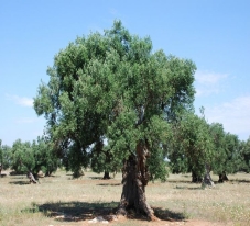 ULIVETO CON RUSTICO A POCHI KM DA SASSARI-CENTRO